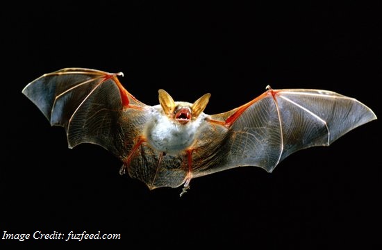 Type Of Herpes Virus Detected In Bat Blood Cells: Helps In Better ...