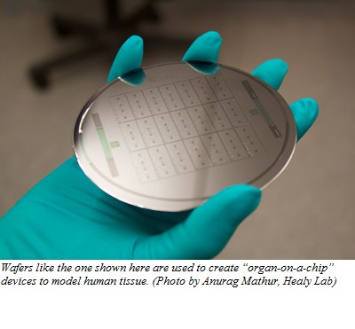 Human heart on a Chip to Aid Drug Screening - Microbioz India