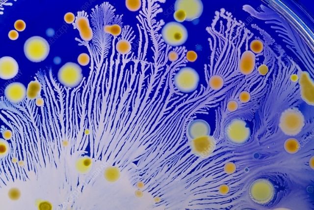 THE ACTINOMYCETES - Microbioz India