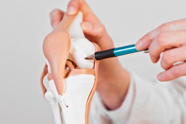 Everything you need to know about cartilage, right here