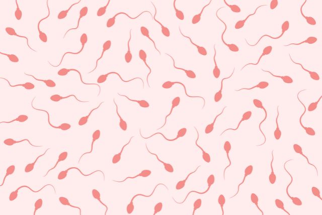Understanding Semen: Composition, Function, and Health Implications