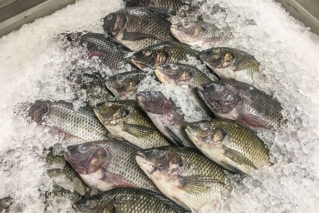 The Impact of Bacteria on Tilapia Fish Health and Quality