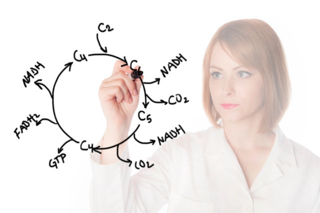 Where does the krebs cycle take place : All you need to know