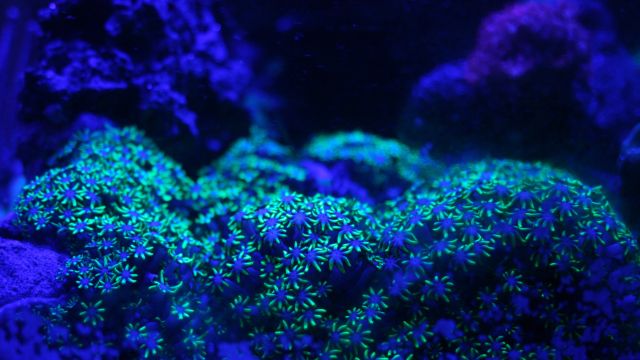The Secret Meaning Behind Fluorescent Coral Colors