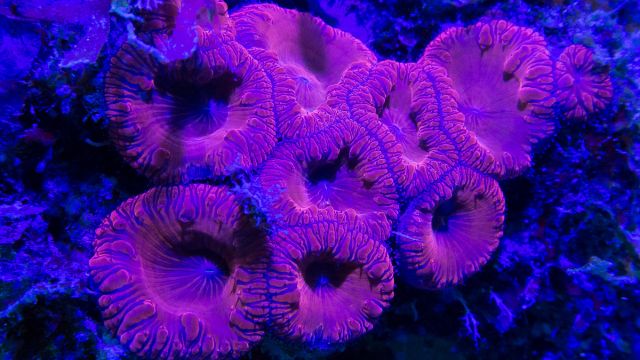 Nature’s Neon Alarm: Why Coral Reefs Are Glowing Brighter Than Ever